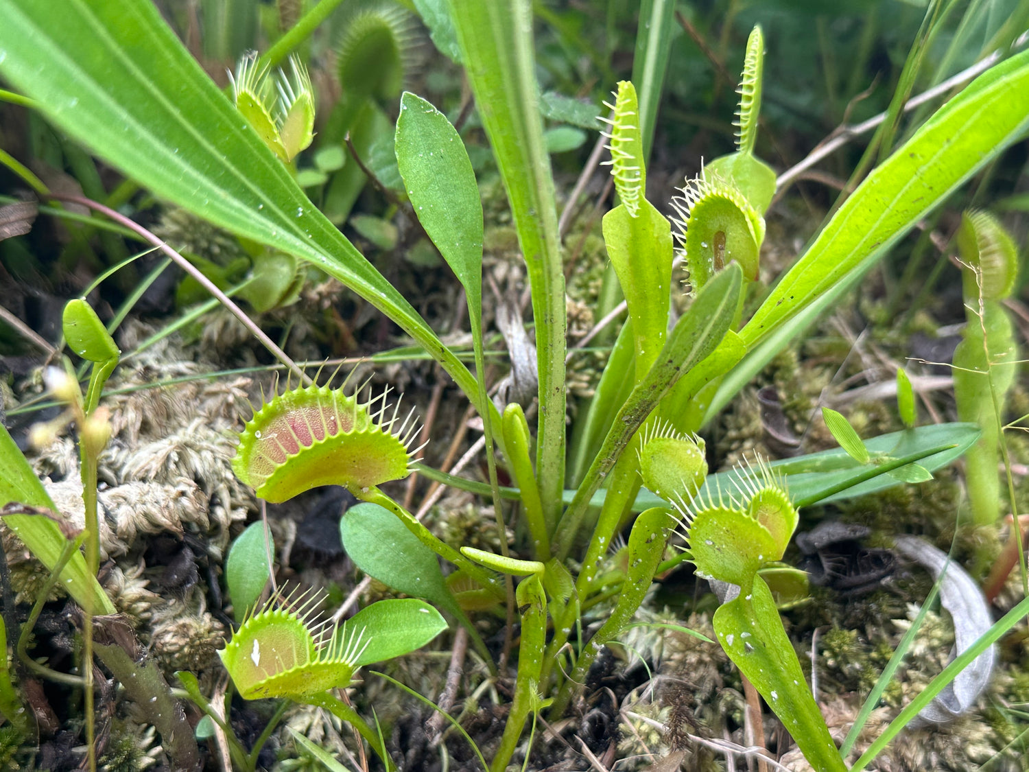 The Plant Ecologist